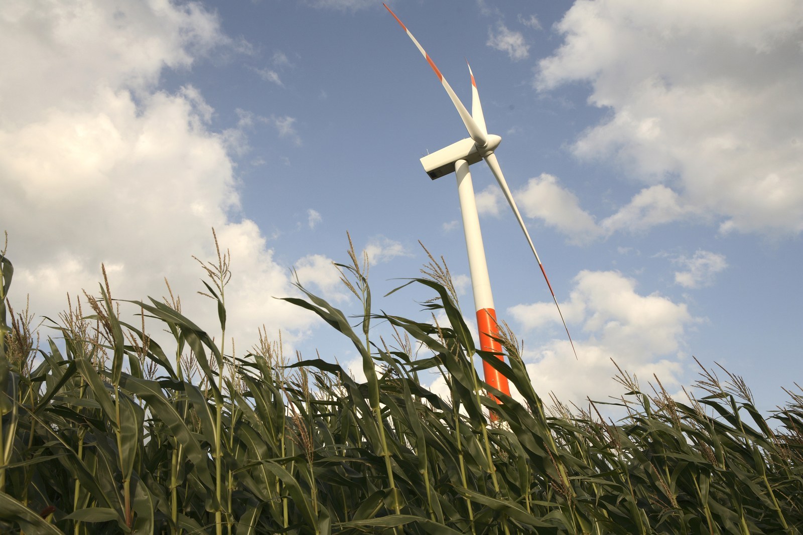 New NDCs must accelerate energy transition and ecosystem restoration