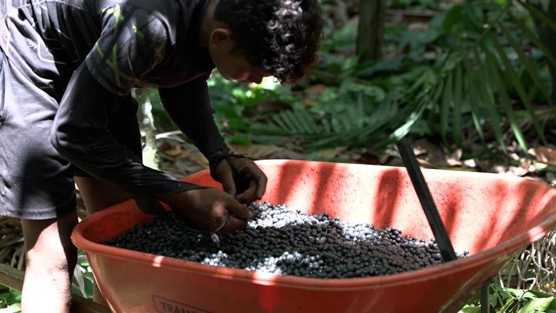 Populações da Amazônia e Mata Atlântica receberão mais de R$2 bilhões ...